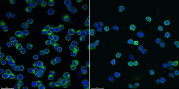 Cell Capture Imaging Reagent | LMR001